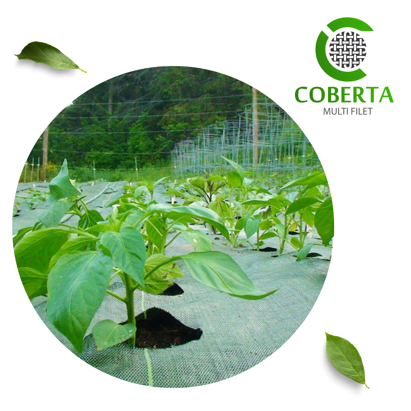 Premium Agricultural Netting Solutions | Coberta Multi Filet